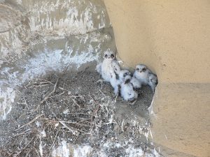 Prairie Falcon - Facts, Pictures, Habitat, Predators, Pictures