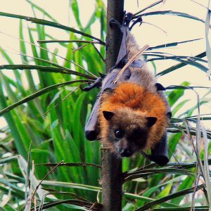 Grey Headed Flying Fox - Facts, Diet, Habitat, Photos, Video