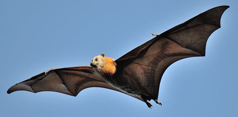 Grey Headed Flying Fox - Facts, Diet, Habitat, Photos, Video