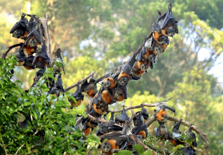 Grey Headed Flying Fox - Facts, Diet, Habitat, Photos, Video