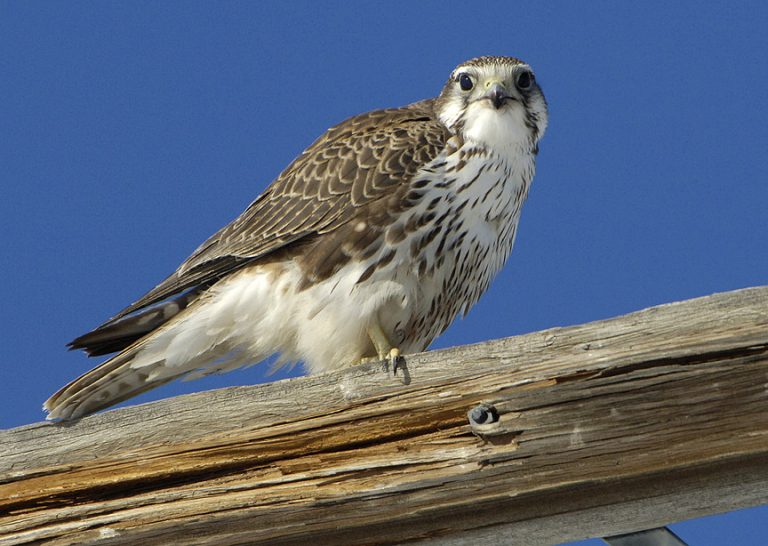 Prairie Falcon - Facts, Pictures, Habitat, Predators, Pictures