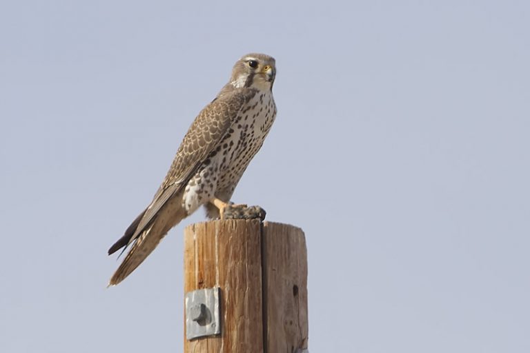 Prairie Falcon - Facts, Pictures, Habitat, Predators, Pictures