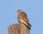 Prairie Falcon - Facts, Pictures, Habitat, Predators, Pictures