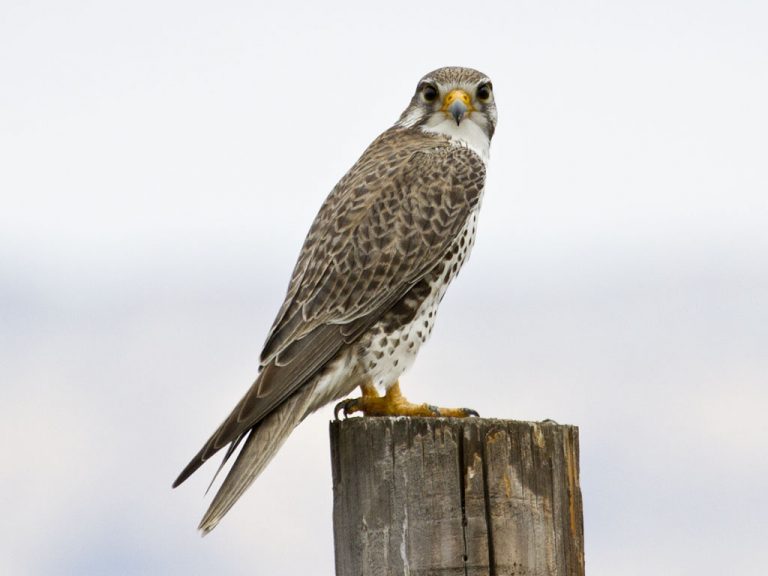 Prairie Falcon - Facts, Pictures, Habitat, Predators, Pictures