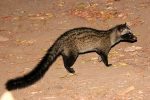Asian Palm Civet - Facts, Habitat, Diet, Life Cycle, Pictures
