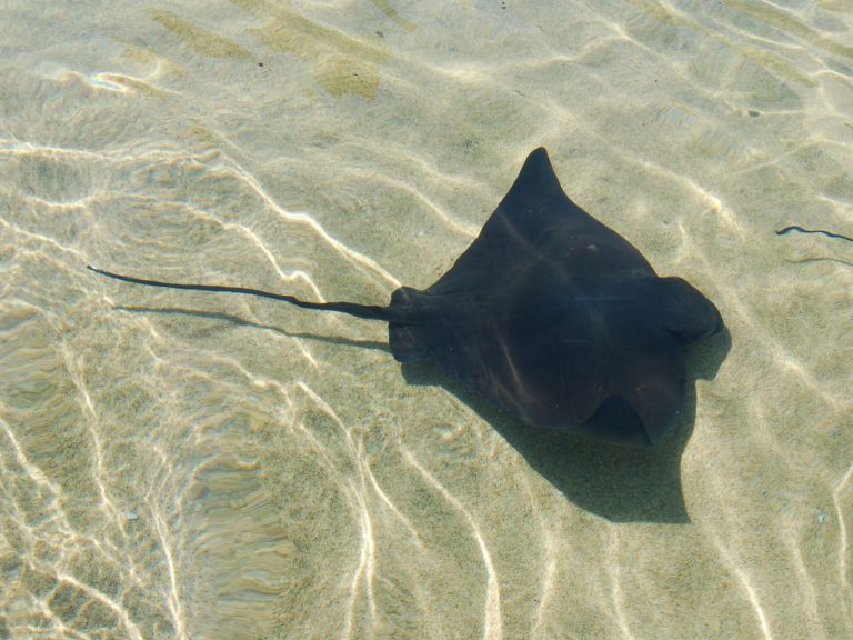 Bat Ray - Facts, Habitat, Adaptations, Behavior, Diet, Pictures