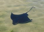 Bat Ray - Facts, Habitat, Adaptations, Behavior, Diet, Pictures