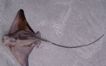 Bat Ray - Facts, Habitat, Adaptations, Behavior, Diet, Pictures