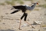 Secretary Bird - Facts, Habitat, Diet, Adaptations, Pictures
