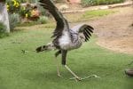 Secretary Bird - Facts, Habitat, Diet, Adaptations, Pictures