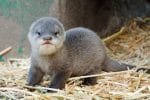 Otter Facts, Types, Diet, Reproduction, Classification, Pictures