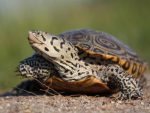 Reptiles - Facts, Characteristics, Anatomy and Pictures