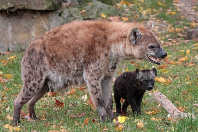 Spotted Hyena - Facts, Mating, Habitat, Skull, Adaptations, Diet, Pictures