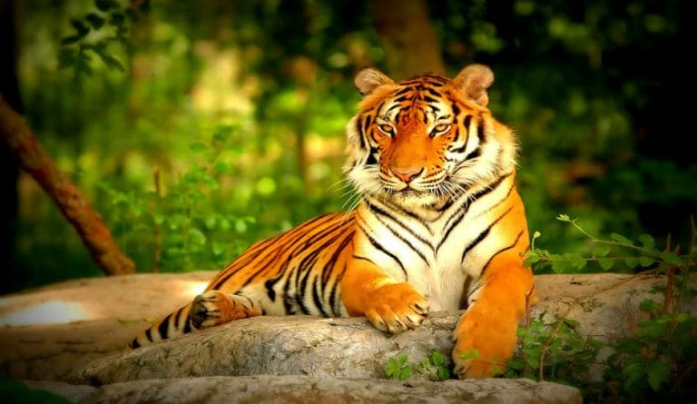 Indochinese Tiger - Facts, Habitat, Behavior, Diet, Population, Pictures