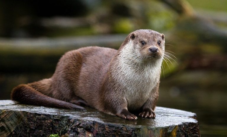 Otter Facts, Types, Diet, Reproduction, Classification, Pictures