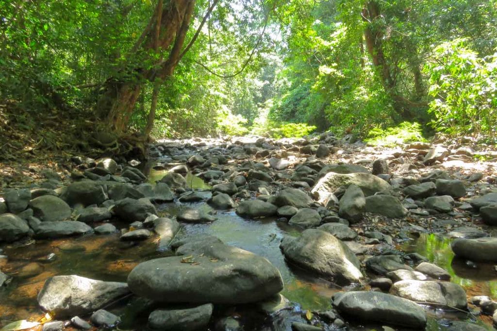 Otter Facts, Types, Diet, Reproduction, Classification, Pictures