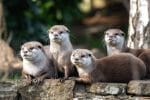 Otter Facts, Types, Diet, Reproduction, Classification, Pictures