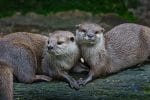Otter Facts, Types, Diet, Reproduction, Classification, Pictures