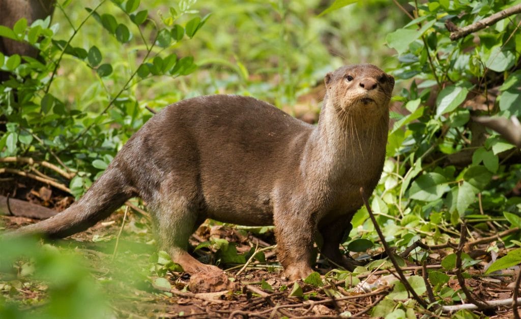 Otter Facts, Types, Diet, Reproduction, Classification, Pictures