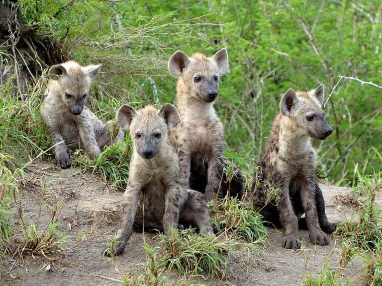 Spotted Hyena - Facts, Mating, Habitat, Skull, Adaptations, Diet, Pictures
