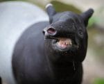 Malayan Tapir - Facts, Distribution, Behavior, Adaptations, Pictures