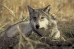 Eastern Wolf - Facts, Distribution, Habitat, Diet, Pictures