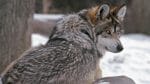 Eastern Wolf - Facts, Distribution, Habitat, Diet, Pictures