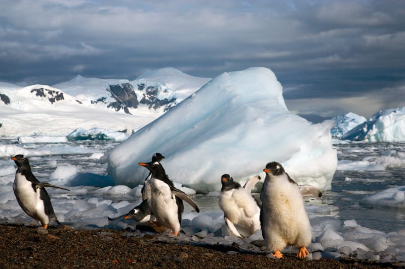 Gentoo Penguin Facts Habitat Predators Lifespan Pictures