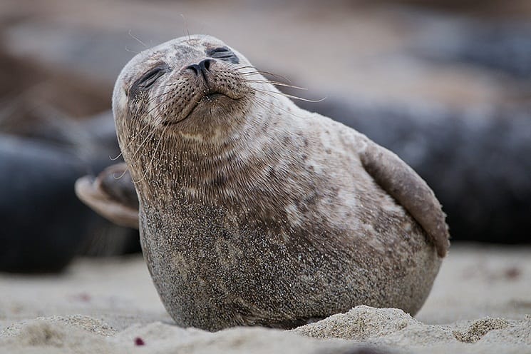 Harbor Seal Facts Habitat Behavior Predators Pictures