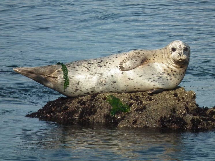 Harbor Seal Facts Habitat Behavior Predators Pictures
