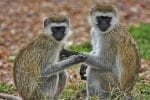 Vervet Monkey - Facts, Distribution, Diet, Vocalizations, Pictures