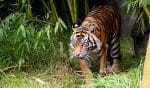 South China Tiger - Facts, Habitat, Behavior, Diet, Pictures