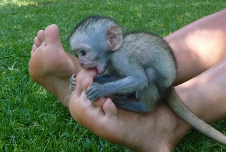 Vervet Monkey - Facts, Distribution, Diet, Vocalizations, Pictures