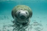 West Indian Manatee - Facts, Habitat, Diet, Adaptations, Pictures