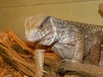 Savannah Monitor - Facts, Size, Behavior, Lifespan, Pictures