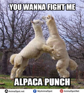 Best Funny Alpaca Memes That Had Us Laughing Out Loud