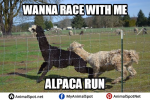 Best Funny Alpaca Memes That Had Us Laughing Out Loud