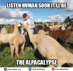 Best Funny Alpaca Memes That Had Us Laughing Out Loud