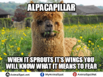 Best Funny Alpaca Memes That Had Us Laughing Out Loud