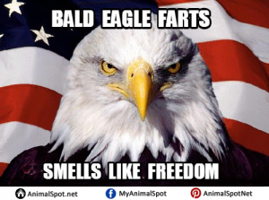 Best Funny Bald Eagle Memes That Had Us Laughing Out Loud