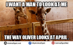 Best Funny Giraffe Memes That Had Us Laughing Out Loud