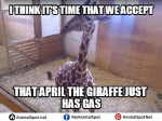 Best Funny Giraffe Memes That Had Us Laughing Out Loud