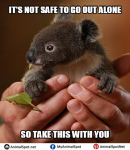 Best Funny Koala Memes That Had Us Laughing Out Loud