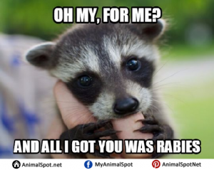 Best Funny Raccoon Memes That Had Us Laughing Out Loud