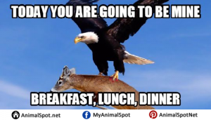 Best Funny Bald Eagle Memes That Had Us Laughing Out Loud