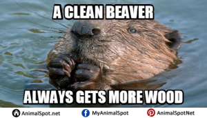 Best Funny Beaver Memes That Had Us Laughing Out Loud