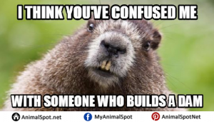 Best Funny Beaver Memes That Had Us Laughing Out Loud