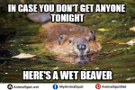 Best Funny Beaver Memes That Had Us Laughing Out Loud