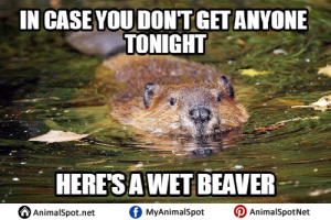 Best Funny Beaver Memes That Had Us Laughing Out Loud