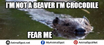 Best Funny Beaver Memes That Had Us Laughing Out Loud